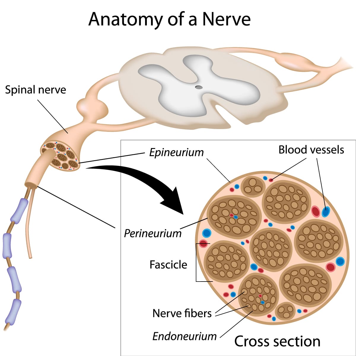 Improve Your Life By Learning About Peripheral Nerves Global Nerve