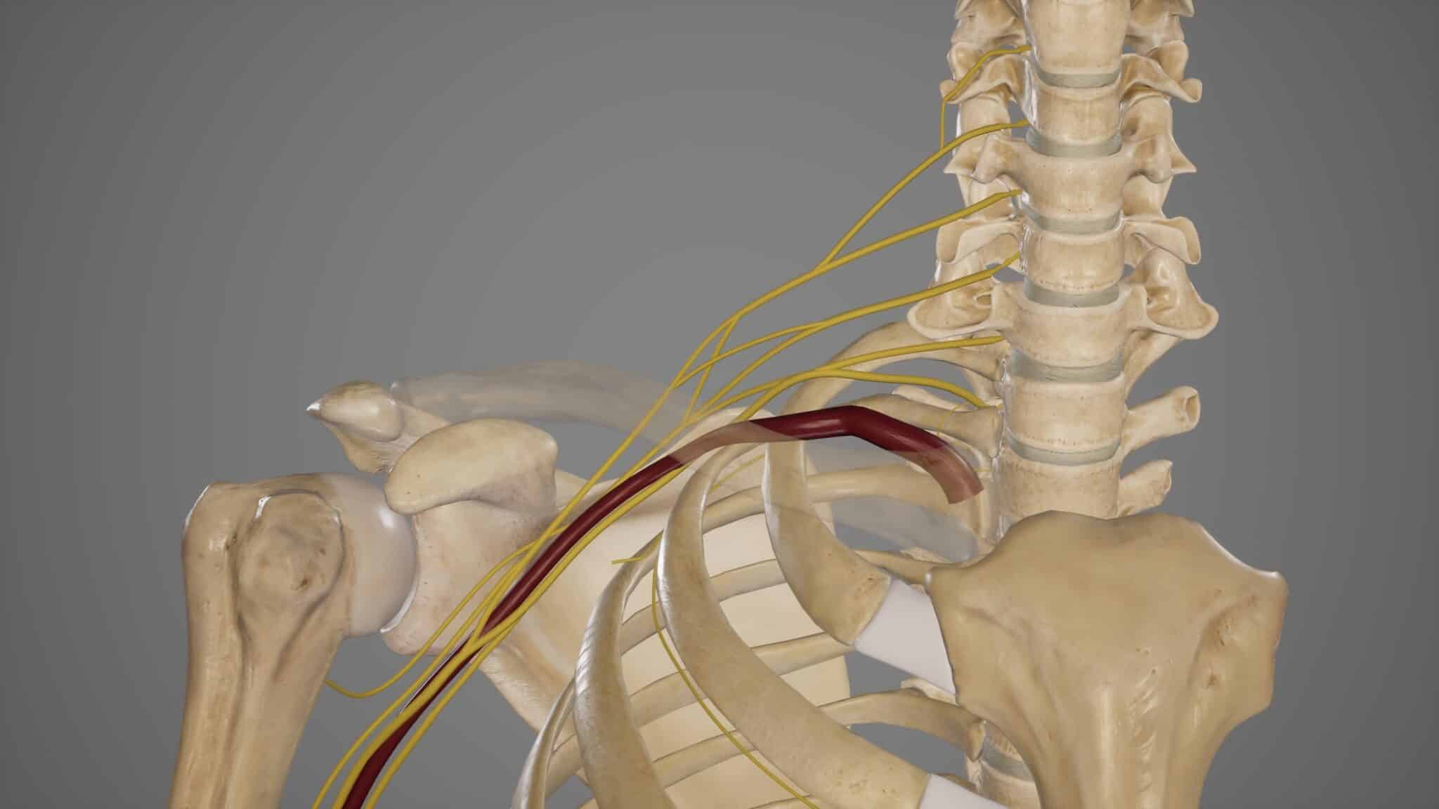 Learn more about the Brachial Plexus - Global Nerve Foundation