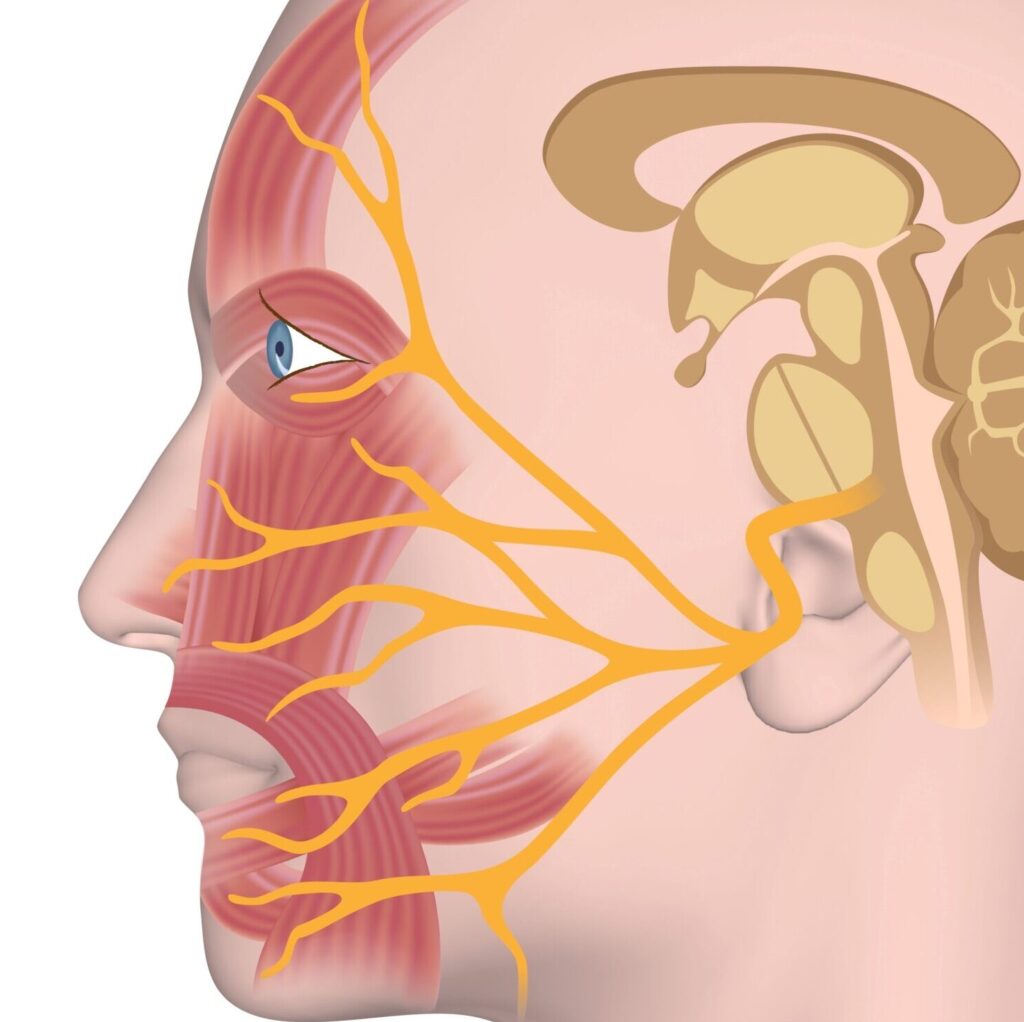 Live better by learning about the facial nerve - Global Nerve Foundation